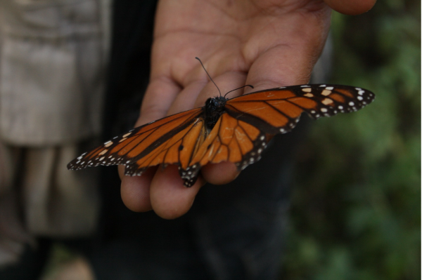 Borders of Care: Ethnography with the Monarch Butterfly Columba ...