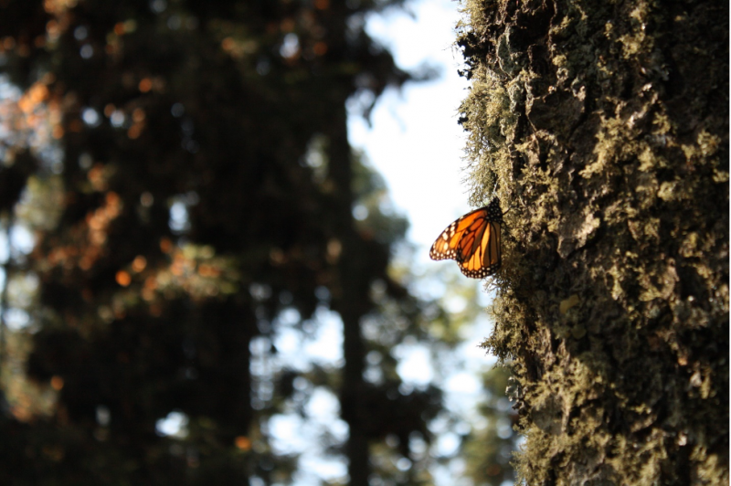 Borders of Care: Ethnography with the Monarch Butterfly Columba ...