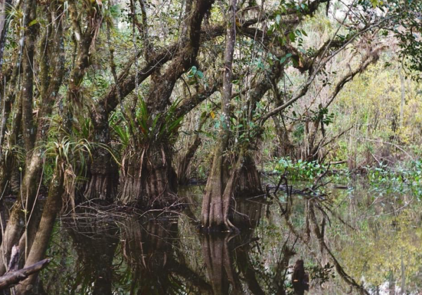 Place at a Distance Jessica R. Cattelino - American Ethnological Society